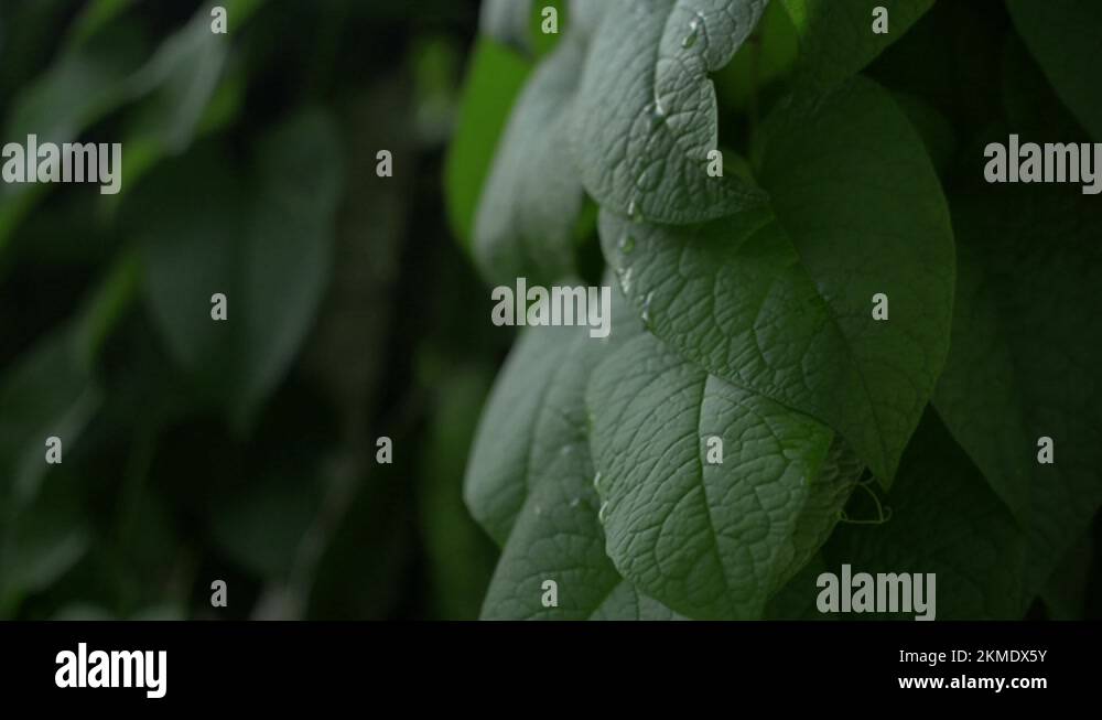 Creeping beauty Stock Videos & Footage - HD and 4K Video Clips - Alamy
