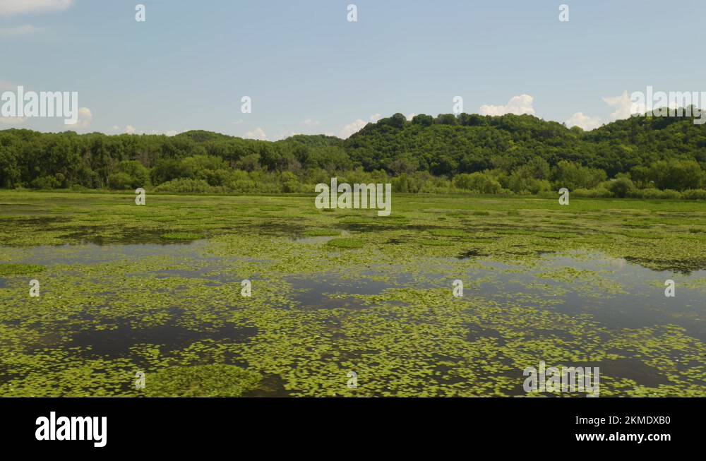 Waterlilies nymphaeaceae Stock Videos & Footage - HD and 4K Video Clips ...