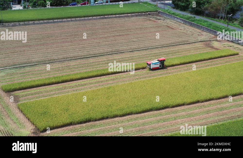 Cultivated rice field Stock Videos & Footage - HD and 4K Video Clips ...