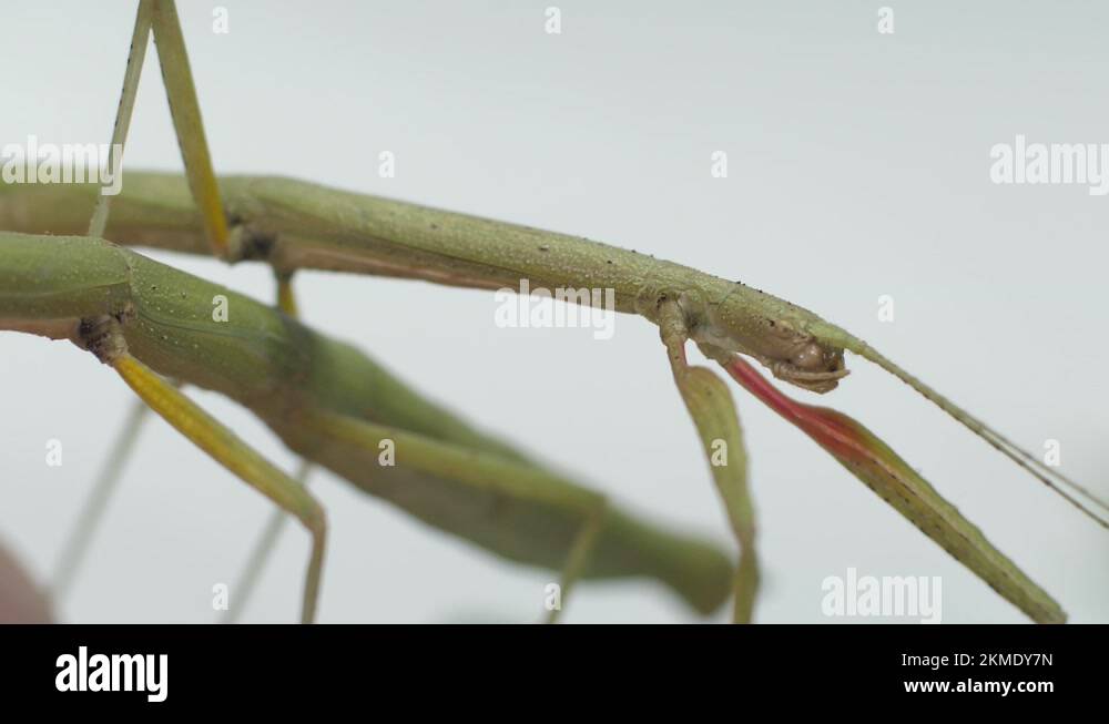 Stick insect Medauroidea extradentata, family Phasmatidae. Disguises ...