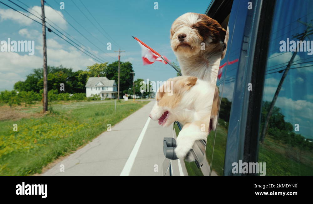 Dogs in car window Stock Videos & Footage - HD and 4K Video Clips - Alamy