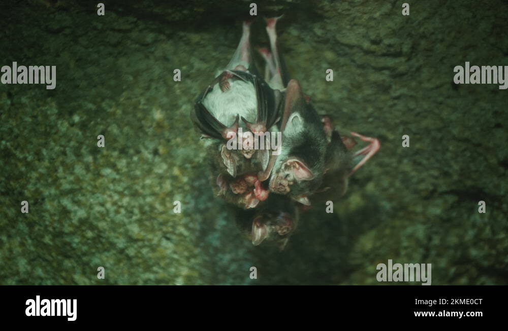 Vampire bat fangs Stock Videos & Footage - HD and 4K Video Clips - Alamy