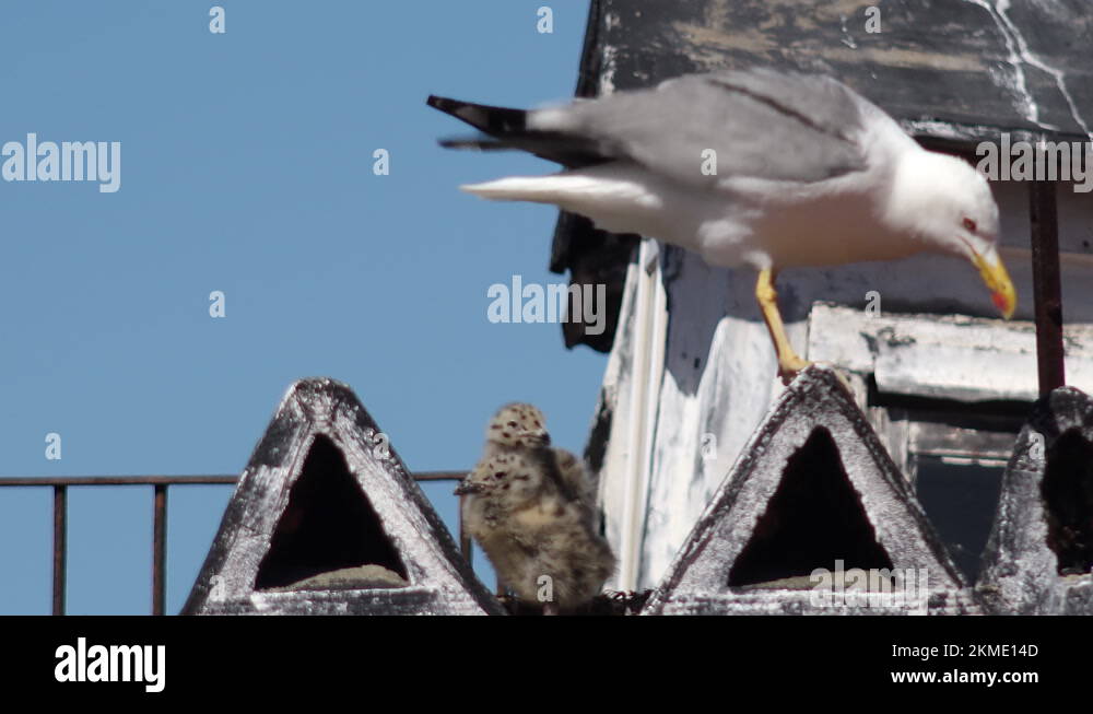 Gull nest building Stock Videos & Footage - HD and 4K Video Clips - Alamy