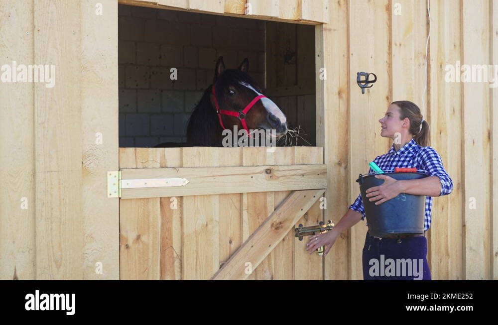 Girl Holding A Bucket of Horse Feeds Opening Door Of The Stable To Feed ...