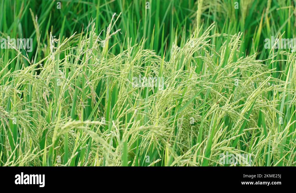 Rice swaying by the wind in a rice paddy. Hom Mali rice field located ...