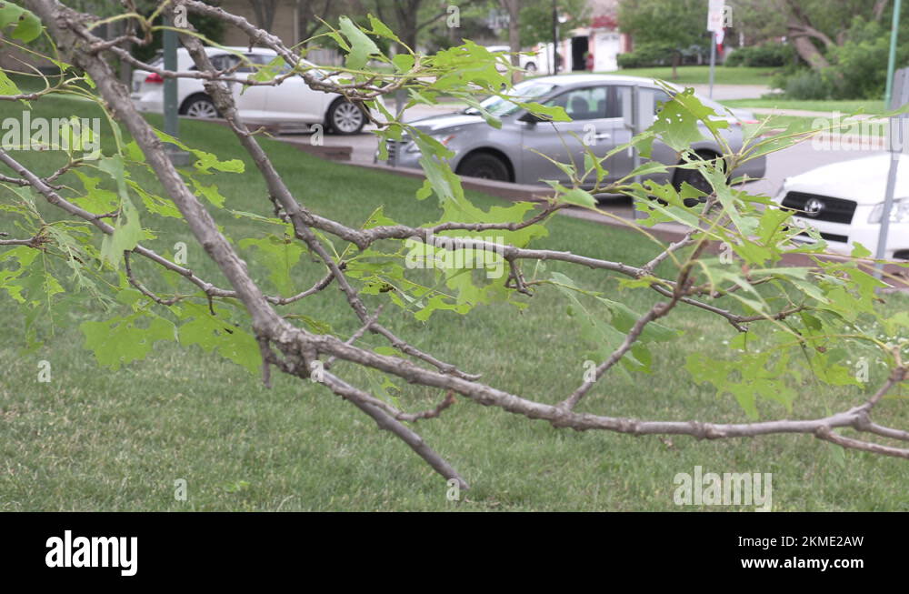 Invasive Gypsy moth caterpillar pest infestation destroys trees in ...