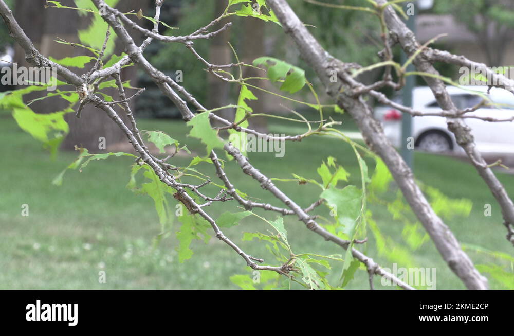 Invasive Gypsy moth caterpillar pest infestation destroys trees in ...