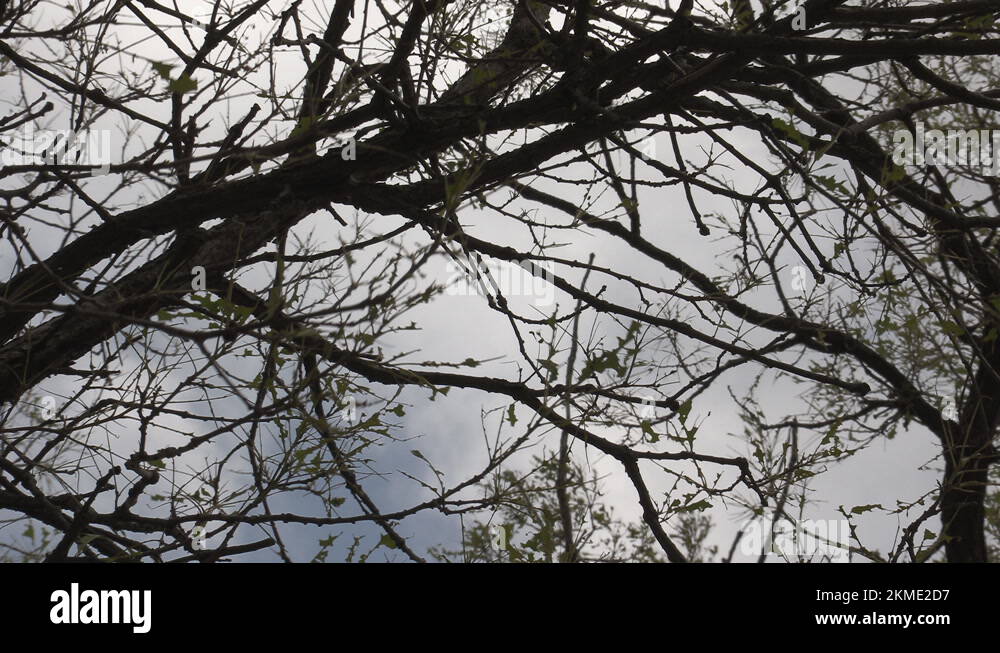 Invasive Gypsy moth caterpillar pest infestation destroys trees in ...