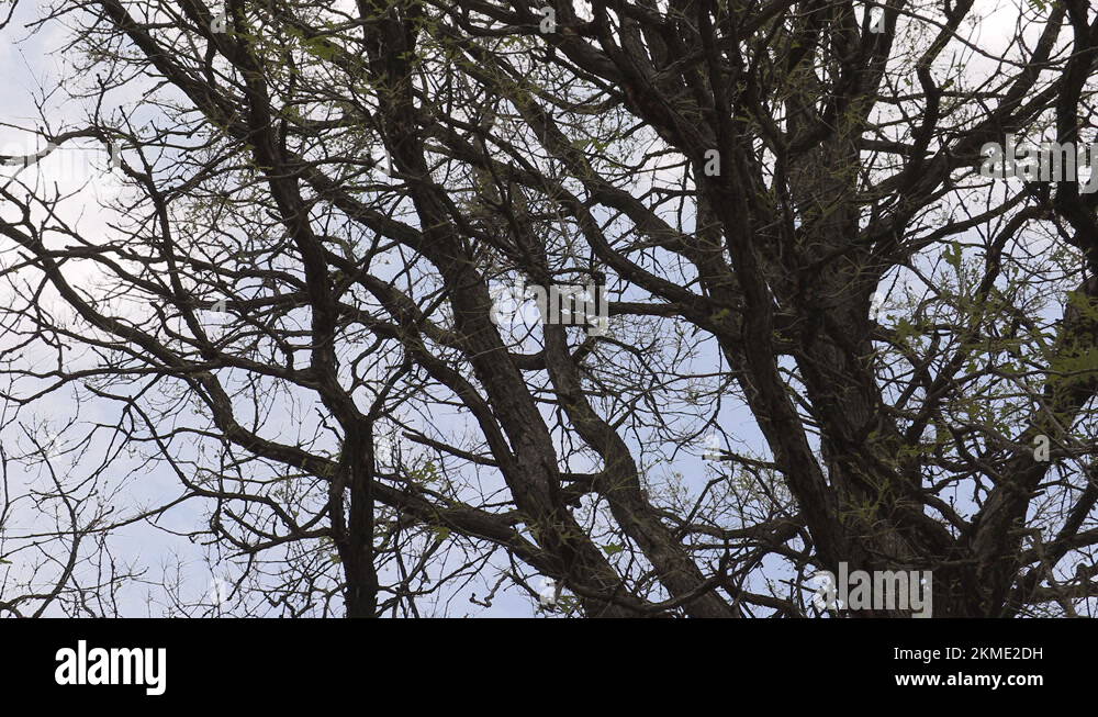 Invasive Gypsy moth caterpillar pest infestation destroys trees in ...