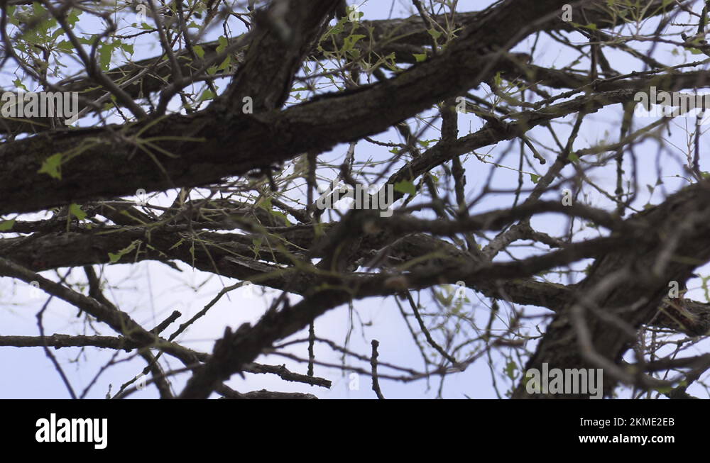 Invasive Gypsy moth caterpillar pest infestation destroys trees in ...