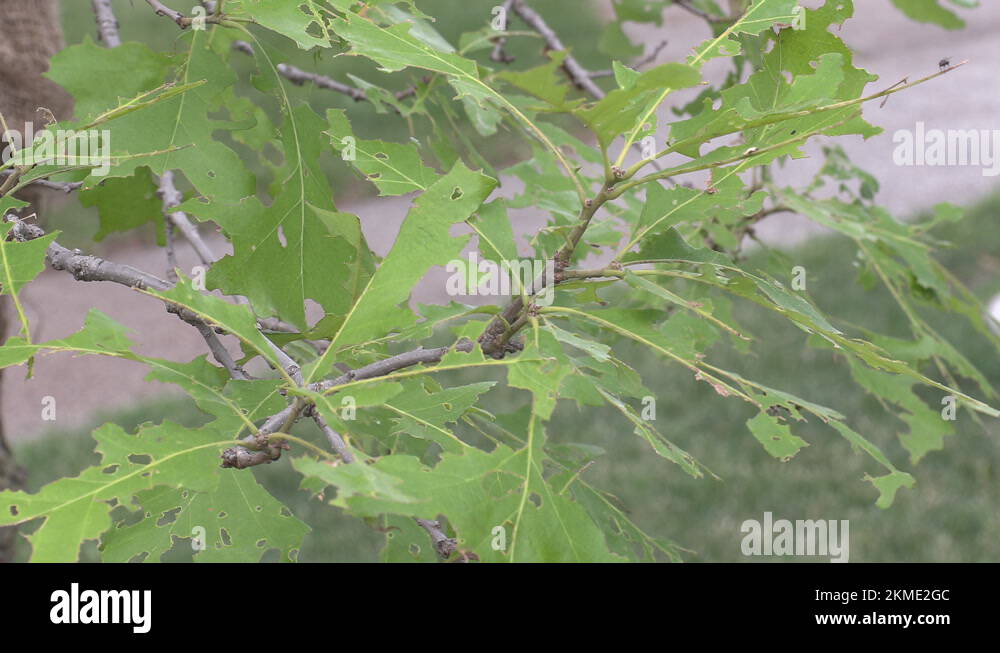 Invasive Gypsy moth caterpillar pest infestation destroys trees in ...