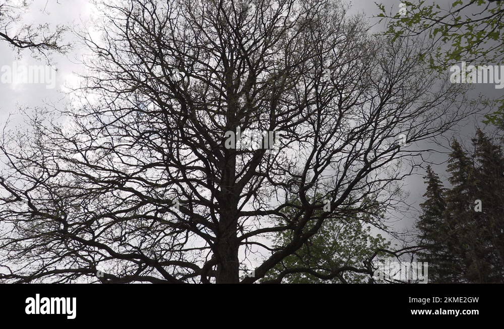 Invasive Gypsy moth caterpillar pest infestation destroys trees in ...