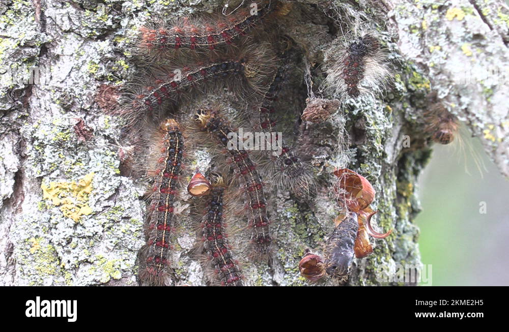 Invasive Gypsy moth caterpillar pest infestation destroys trees in ...