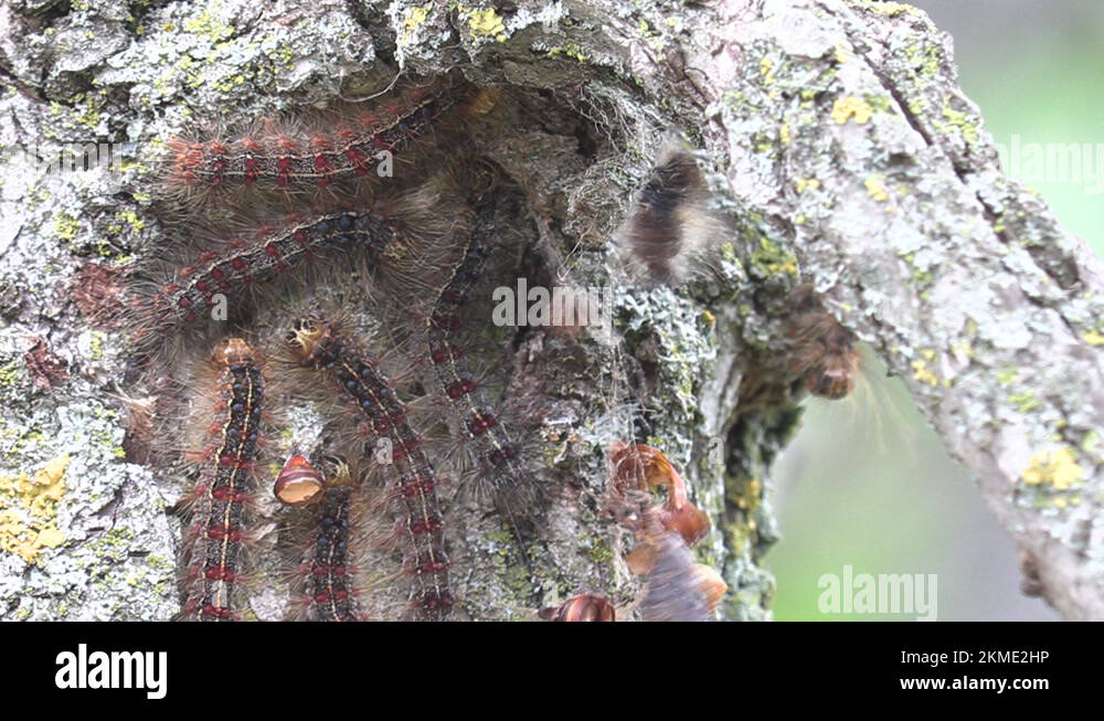 Invasive Gypsy moth caterpillar pest infestation destroys trees in ...
