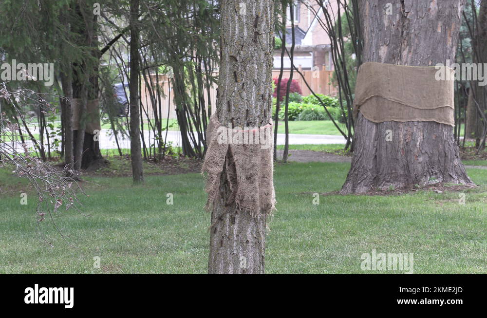 Invasive Gypsy moth caterpillar pest infestation destroys trees in ...