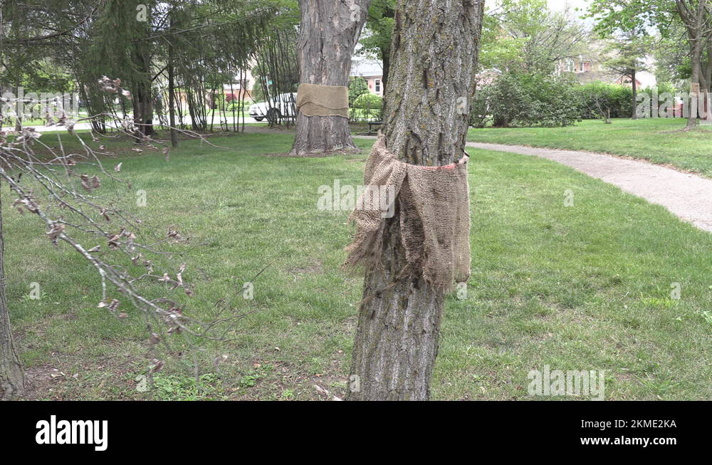 Invasive Gypsy moth caterpillar pest infestation destroys trees in ...