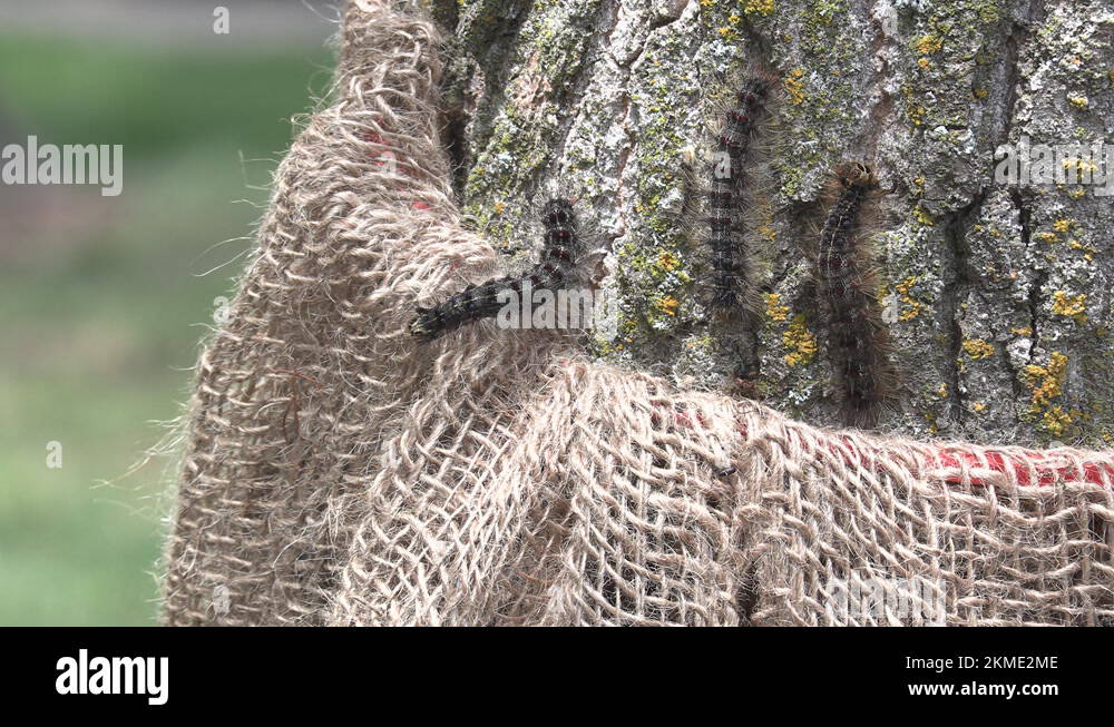 Invasive Gypsy moth caterpillar pest infestation destroys trees in ...