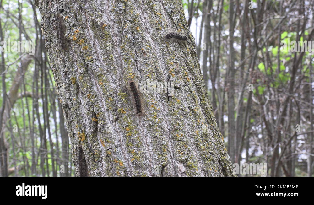 Invasive Gypsy moth caterpillar pest infestation destroys trees in ...