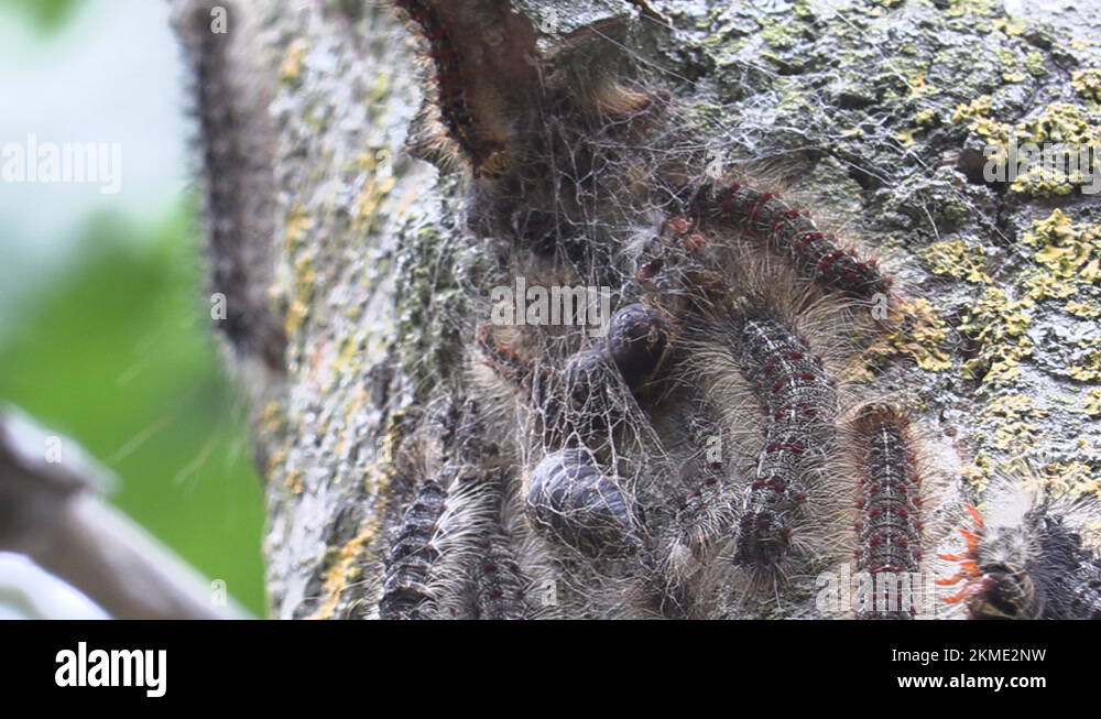 Invasive Gypsy moth caterpillar pest infestation destroys trees in ...