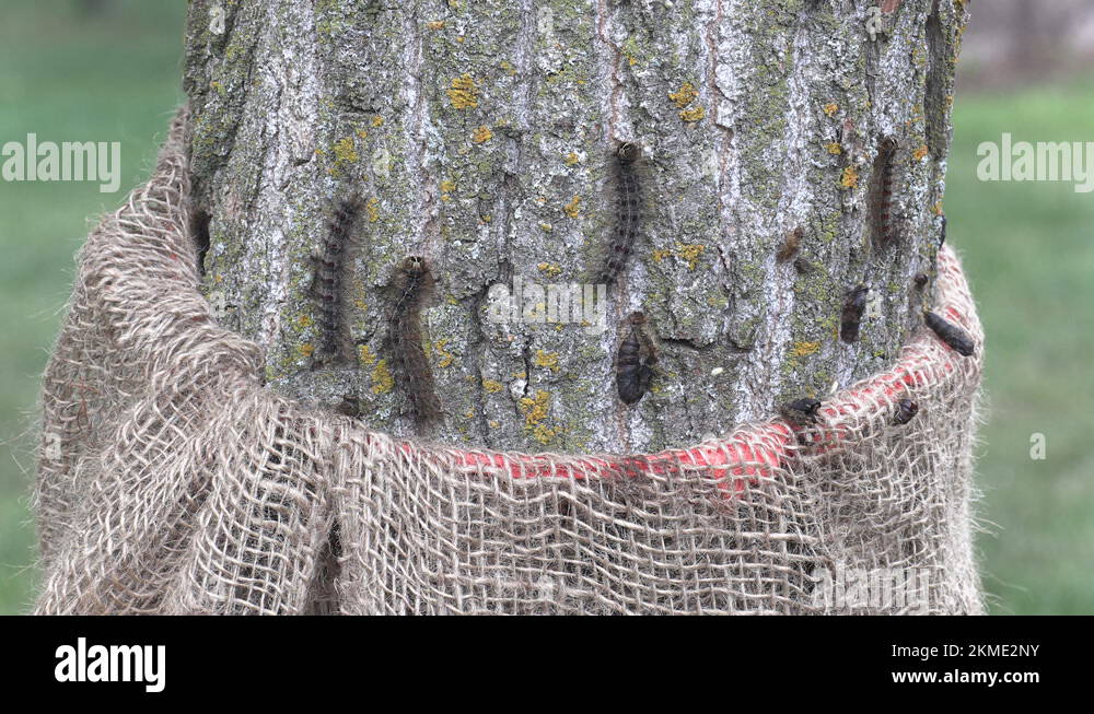 Invasive Gypsy moth caterpillar pest infestation destroys trees in ...