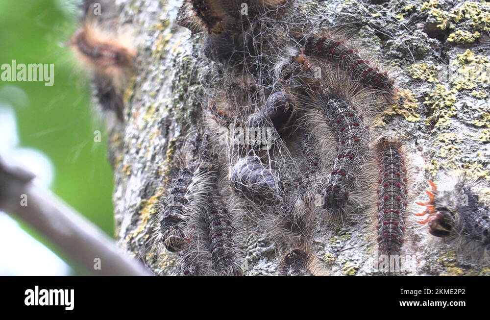 Invasive Gypsy moth caterpillar pest infestation destroys trees in ...
