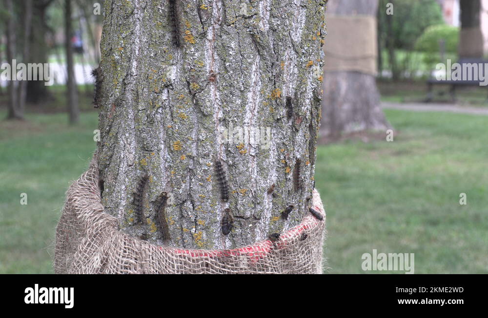 Invasive pests Stock Videos & Footage - HD and 4K Video Clips - Alamy