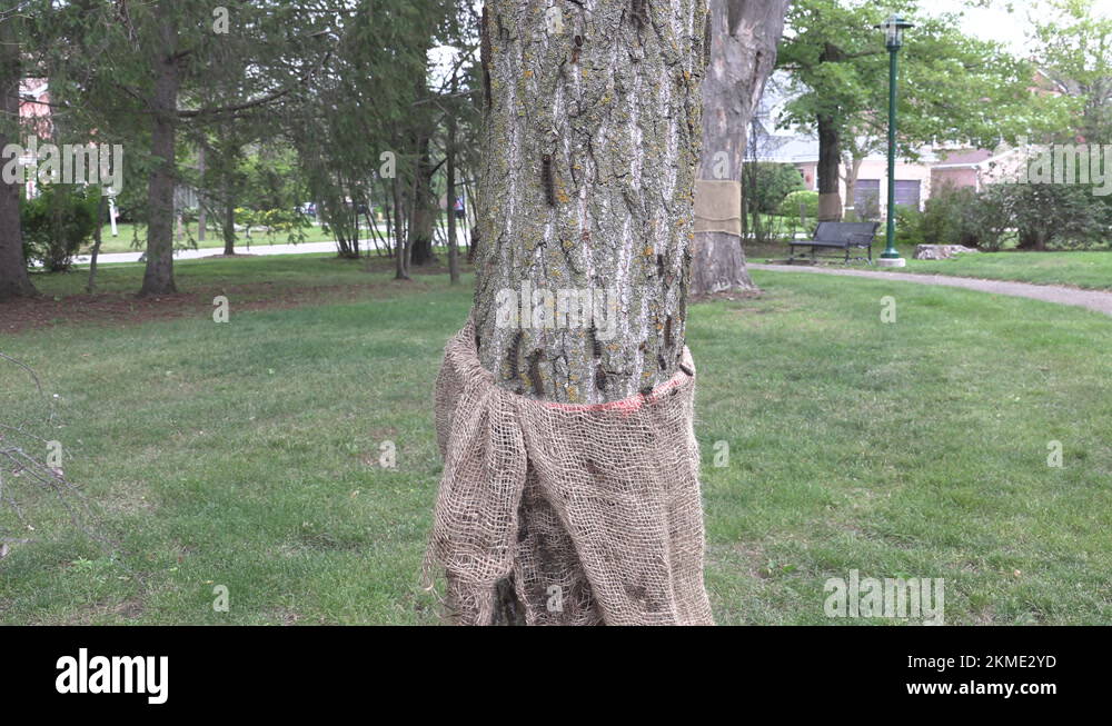 Invasive Gypsy moth caterpillar pest infestation destroys trees in ...