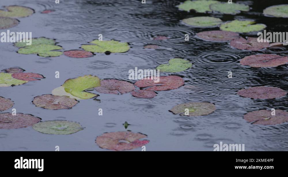 Red water plants Stock Videos & Footage - HD and 4K Video Clips - Alamy