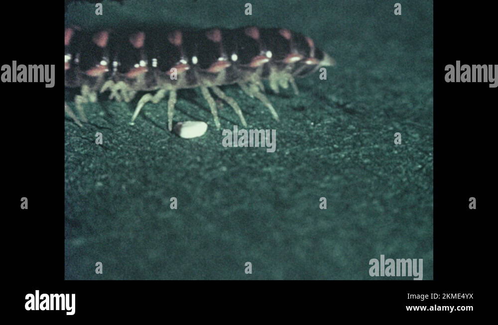 1960s: Millipede walks by. Illustration of arthropods exoskeletons ...