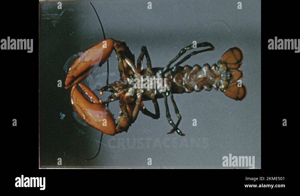 1960s: Underneath of lobster, word Crustaceans appears. Illustration of ...