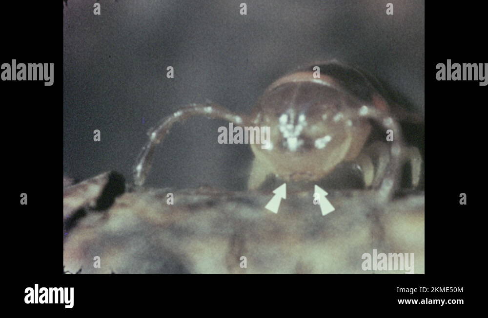 1960s: Millipede's head. Arrows point at head. Millipede walks by ...