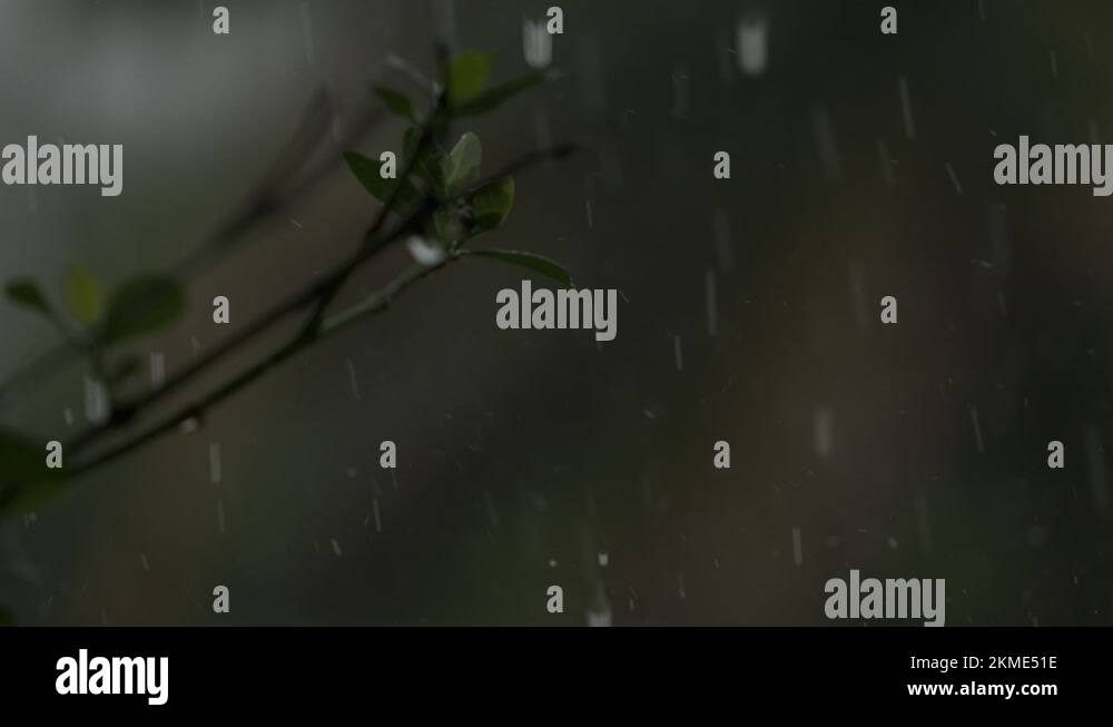 Raindrops fall hard onto small leaves attached to a twig. Captured in ...