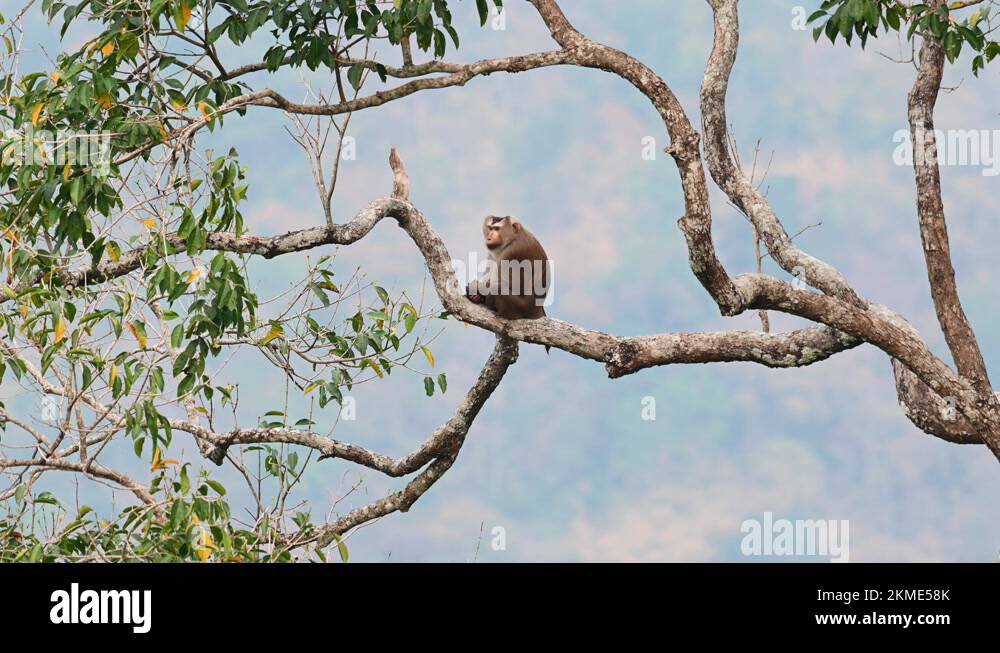 Northern Pig-tailed Macaque, Macaca leonina, Thailand; facing to the ...