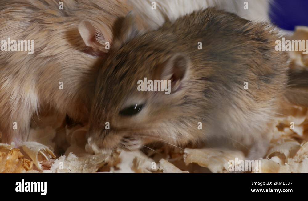 Unguiculatus Stock Videos & Footage - HD and 4K Video Clips - Alamy