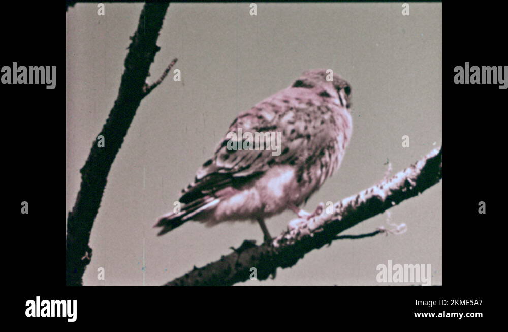 1960s: Young Sparrow Hawk on tree limb. Nighthawk sits on stump Stock ...