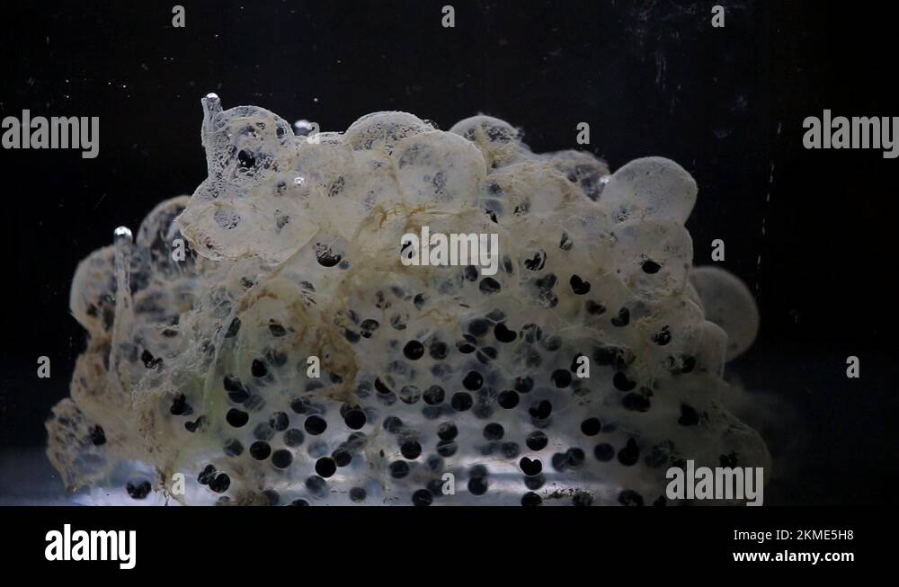 Frogspawn in water Stock Videos & Footage - HD and 4K Video Clips - Alamy