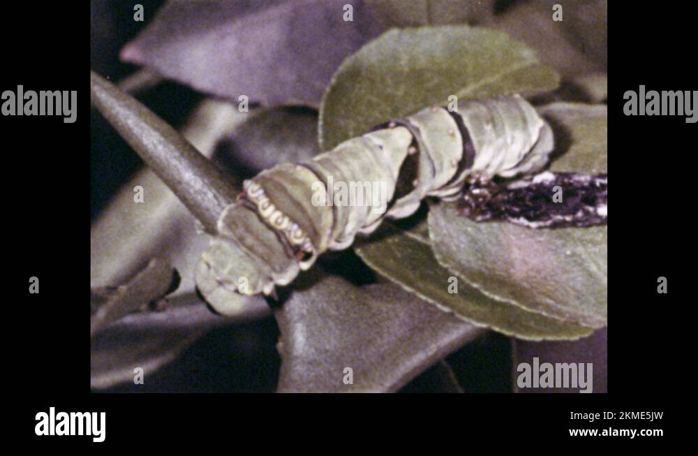 Butterfly caterpillar exoskeleton Stock Videos & Footage - HD and 4K ...