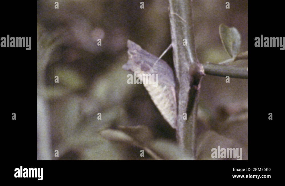 Hatching butterfly lifecycle Stock Videos & Footage - HD and 4K Video ...