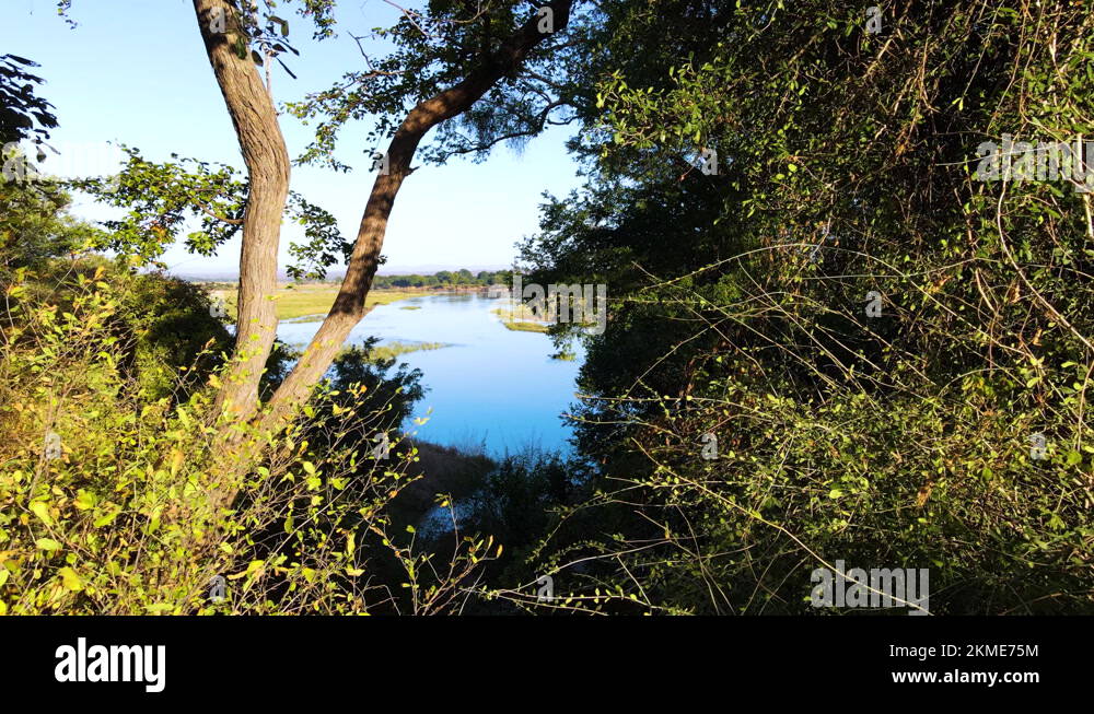 Forest with trees and ponds Stock Videos & Footage - HD and 4K Video ...