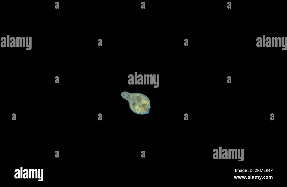 Turbellaria flatworm under the microscope, Platyhelminthes Phylum Stock ...