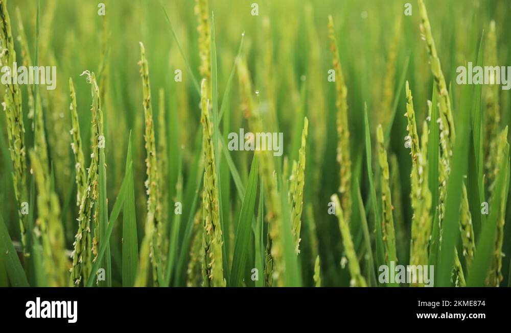 Rice green field in rice paddy. Rice field located in countryside of ...