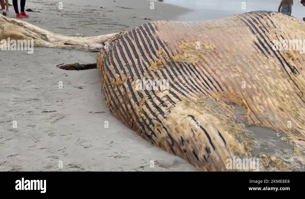 Fin whale carcass Stock Videos & Footage - HD and 4K Video Clips - Alamy