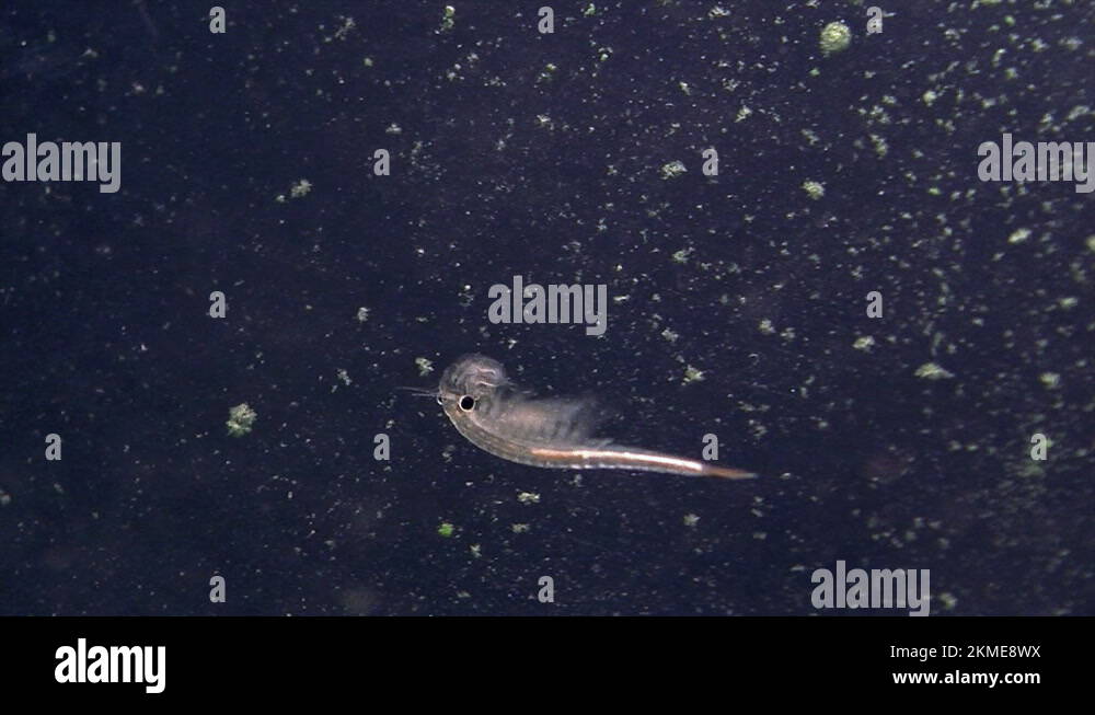 Close-up of "Sea Monkey" or brine shrimp (artemia) swimming underwater ...