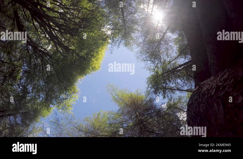 Summer sky tree canopy Stock Videos & Footage - HD and 4K Video Clips ...