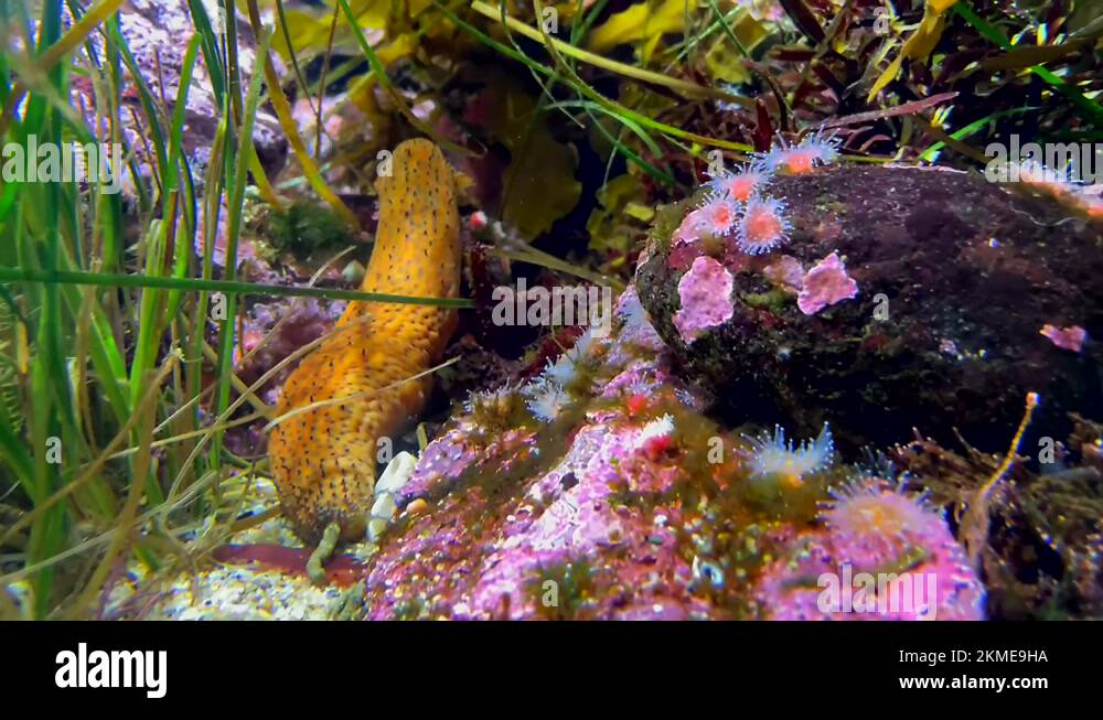A warty sea cucumber pooping nutrient packed excrement which is vital ...