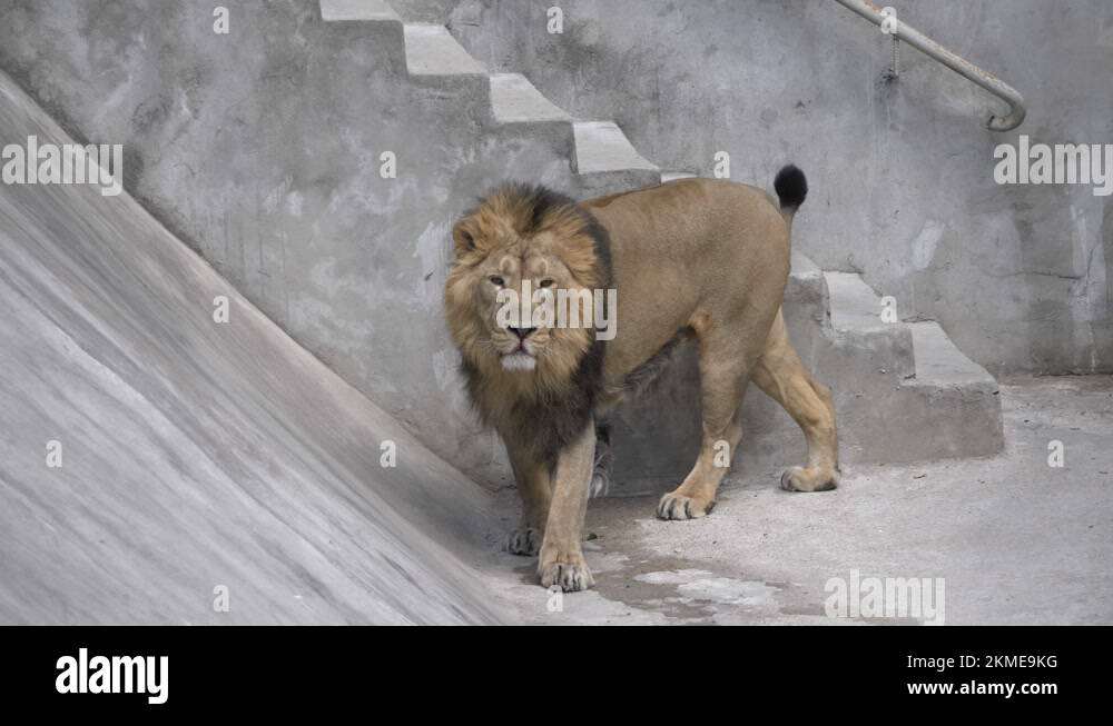 Lion stairs Stock Videos & Footage - HD and 4K Video Clips - Alamy