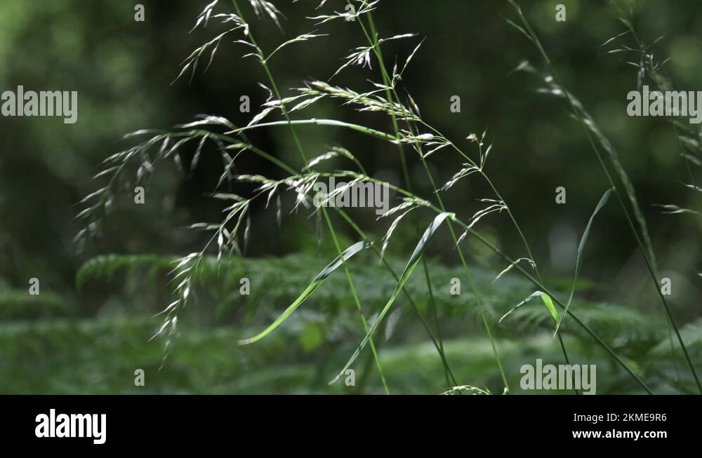 English grasses Stock Videos & Footage - HD and 4K Video Clips - Alamy