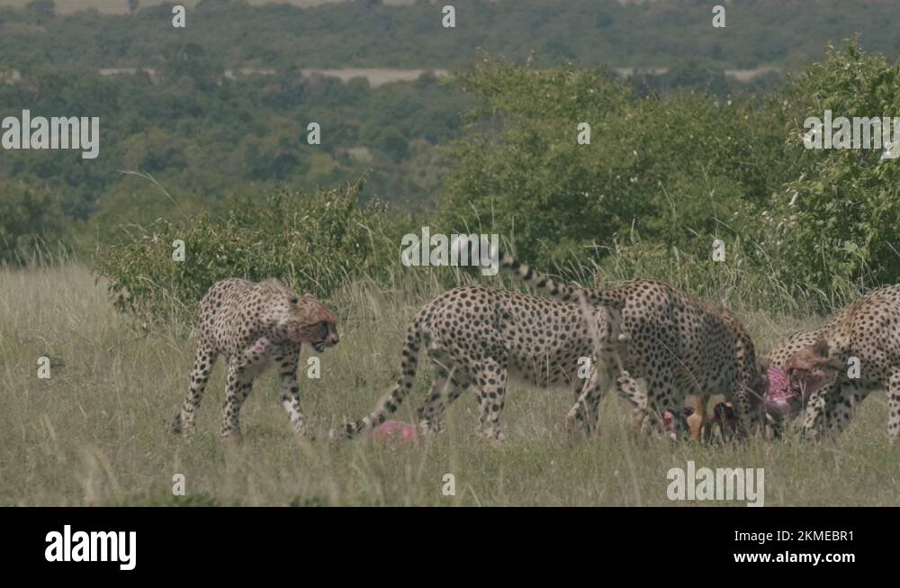 Cheetah pack Stock Videos & Footage - HD and 4K Video Clips - Alamy