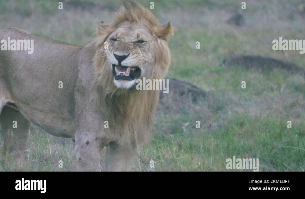 African lion growling Stock Videos & Footage - HD and 4K Video Clips ...
