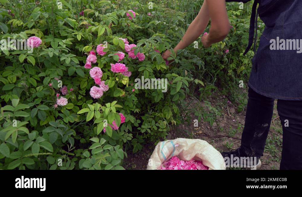 Rose-picking in the Rose Valley. Harvesting rose petals in blooming ...